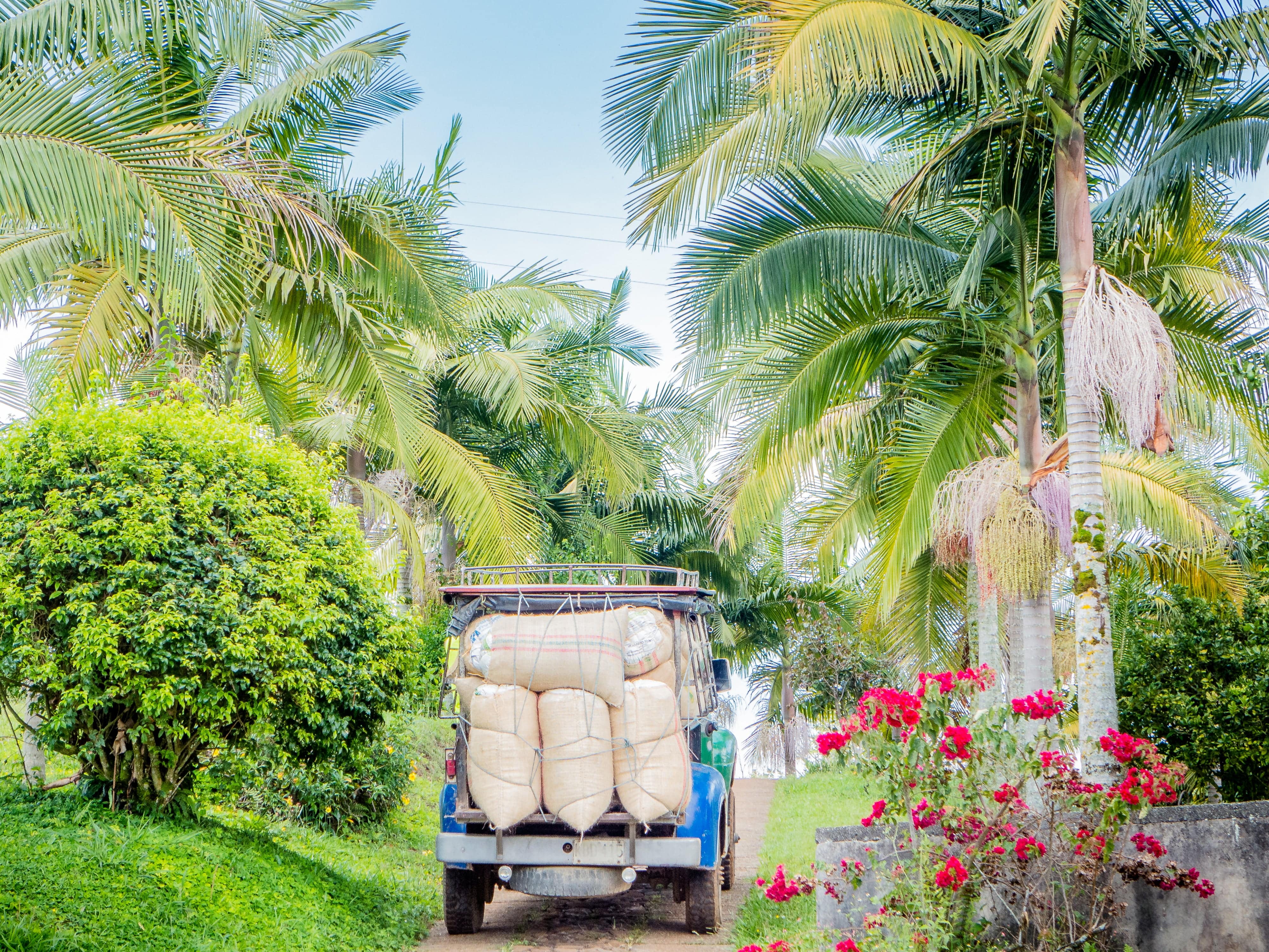 Organic Coffees – Page 10 – RhoadsRoast Coffees & Importers®
