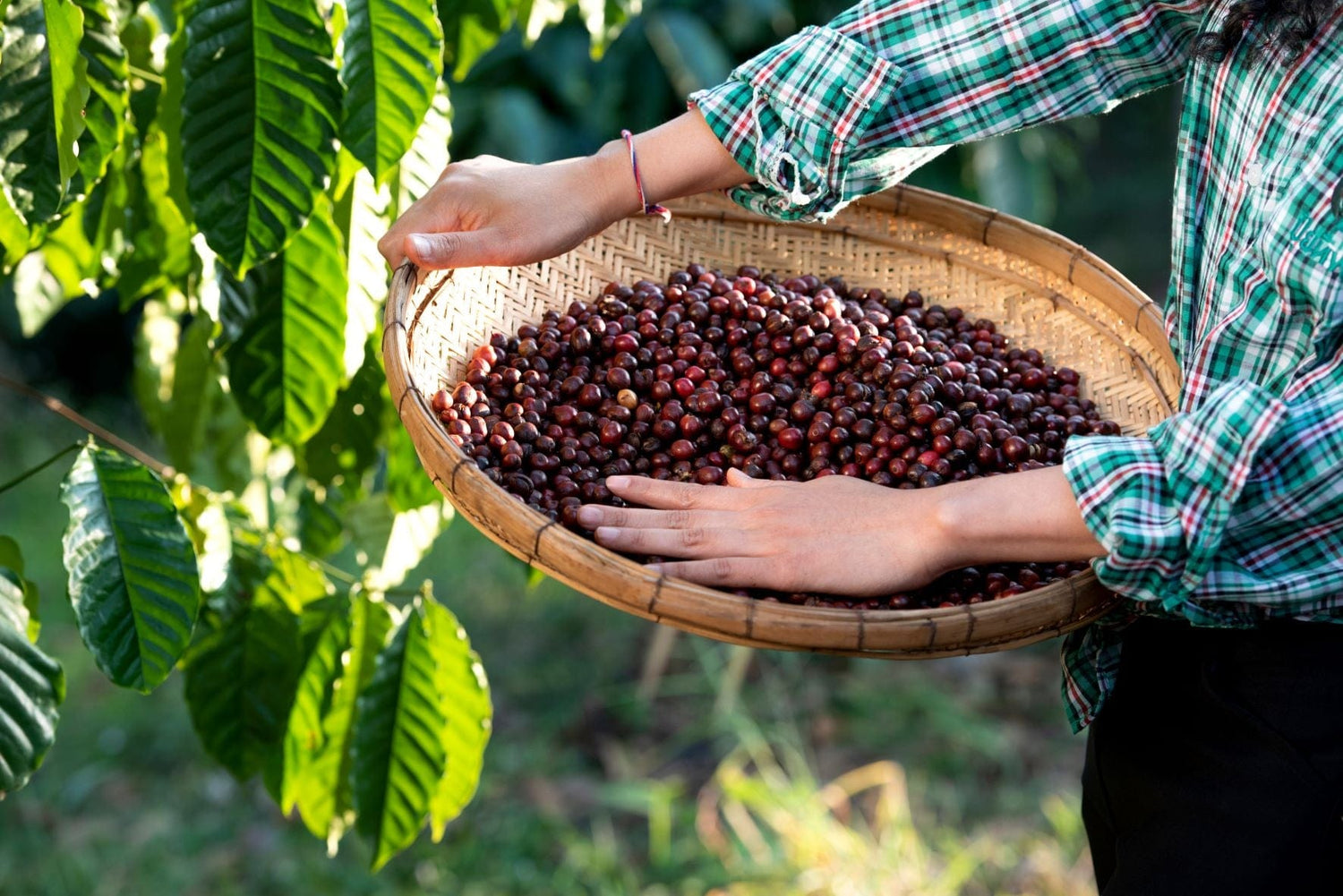 5 lbs. Timor Cooperativa Café Organic Fresh Unroasted 100% Arabica Cof ...