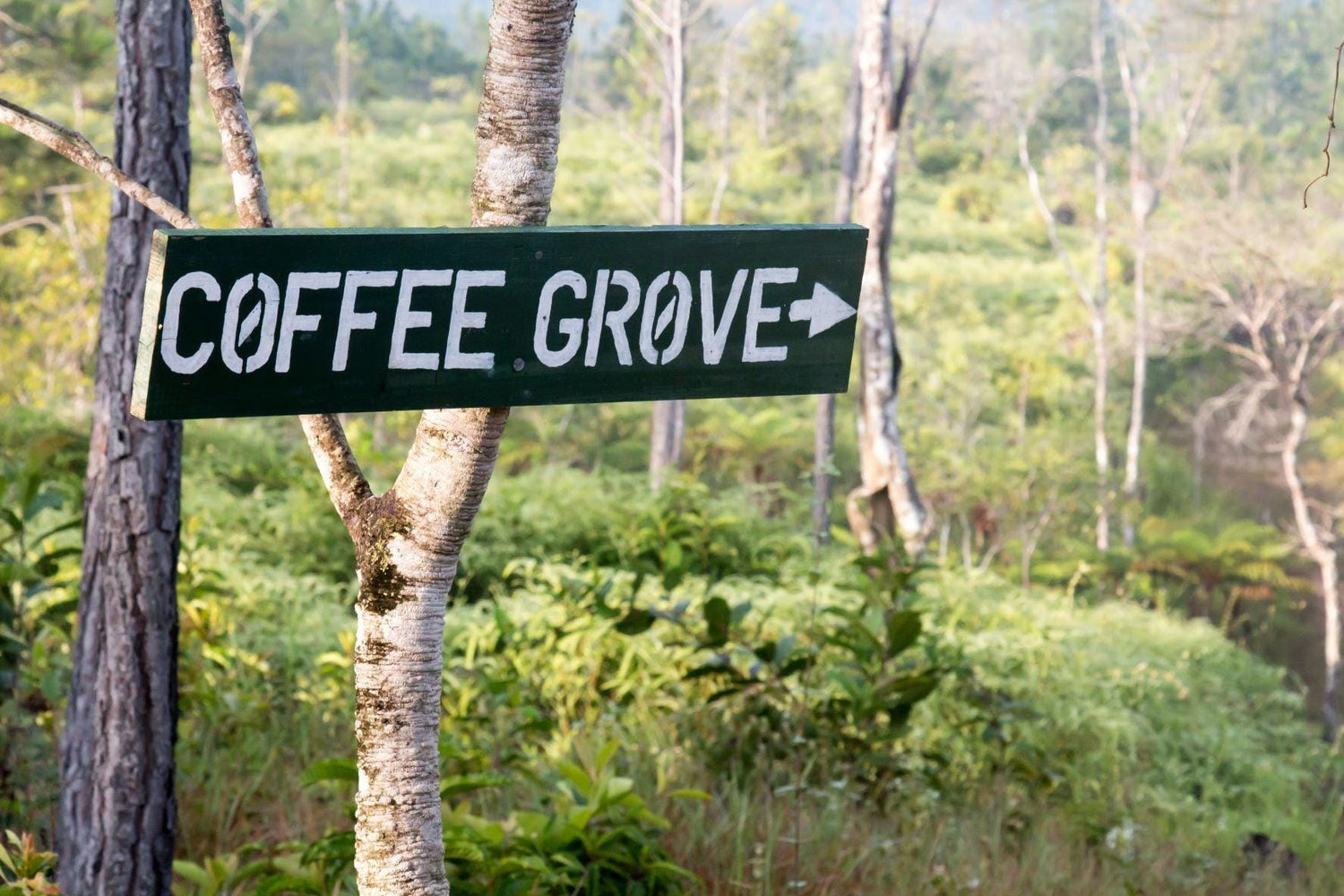 House Favorites – RhoadsRoast Coffees & Importers®