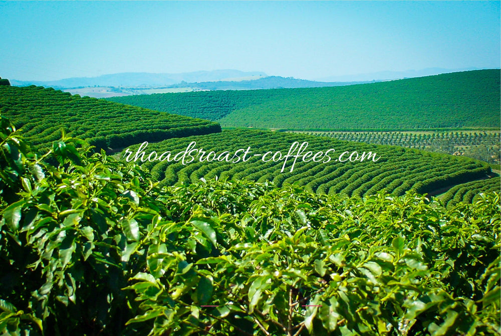 1 lb. Brazil Cerrado Arabica - Natural 17/18 Fresh Medium Roast 100% A ...