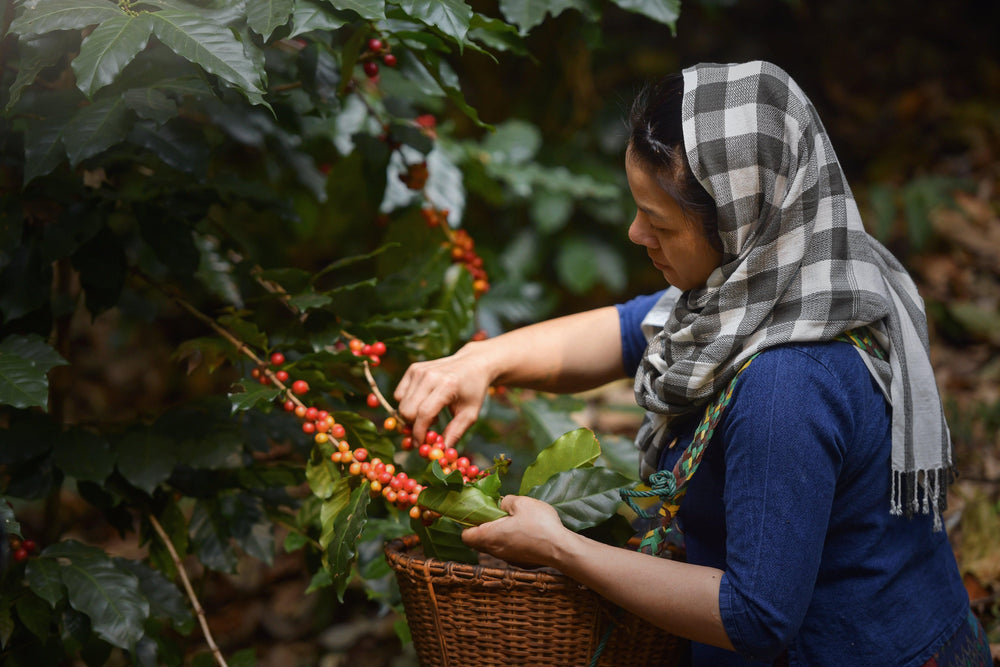 12 lbs. Sumatra Permata Gayo Mandheling Organic GR1 DP Fresh Unroasted ...