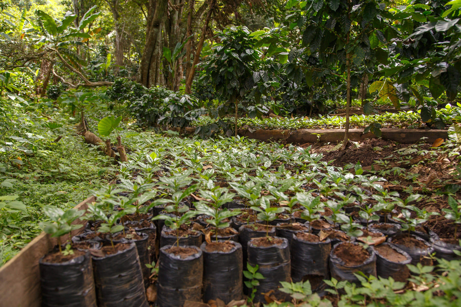 2 lbs. Honduras Comsa Marcala SHG Fair Trade Organic Fresh Medium/Dark – RhoadsRoast Coffees ...