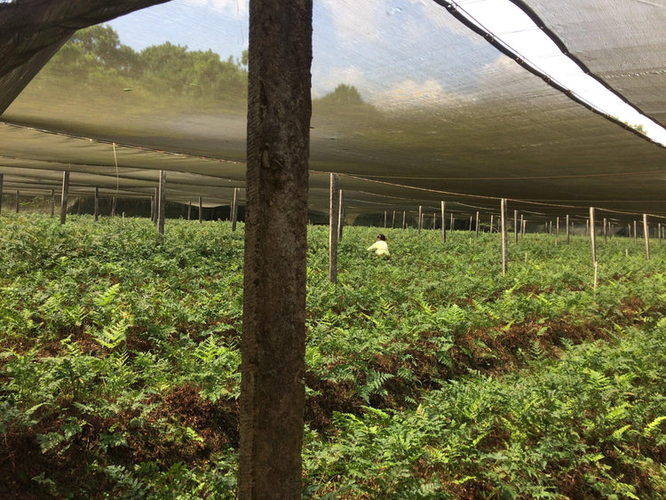 2 lbs. Mexican Chiapas MOCABE SHG E/P Organic Fresh Medium/Dark Roast ...