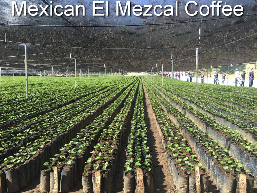 2 lbs. Mexican El Mezcal Organic Micro Lot Fresh Light Roast 100% Arab ...