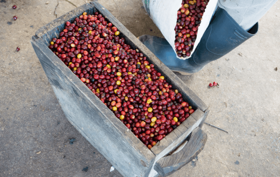 2 lbs. Mexican El Mezcal Organic Micro Lot Fresh Medium Roast 100% Ara ...
