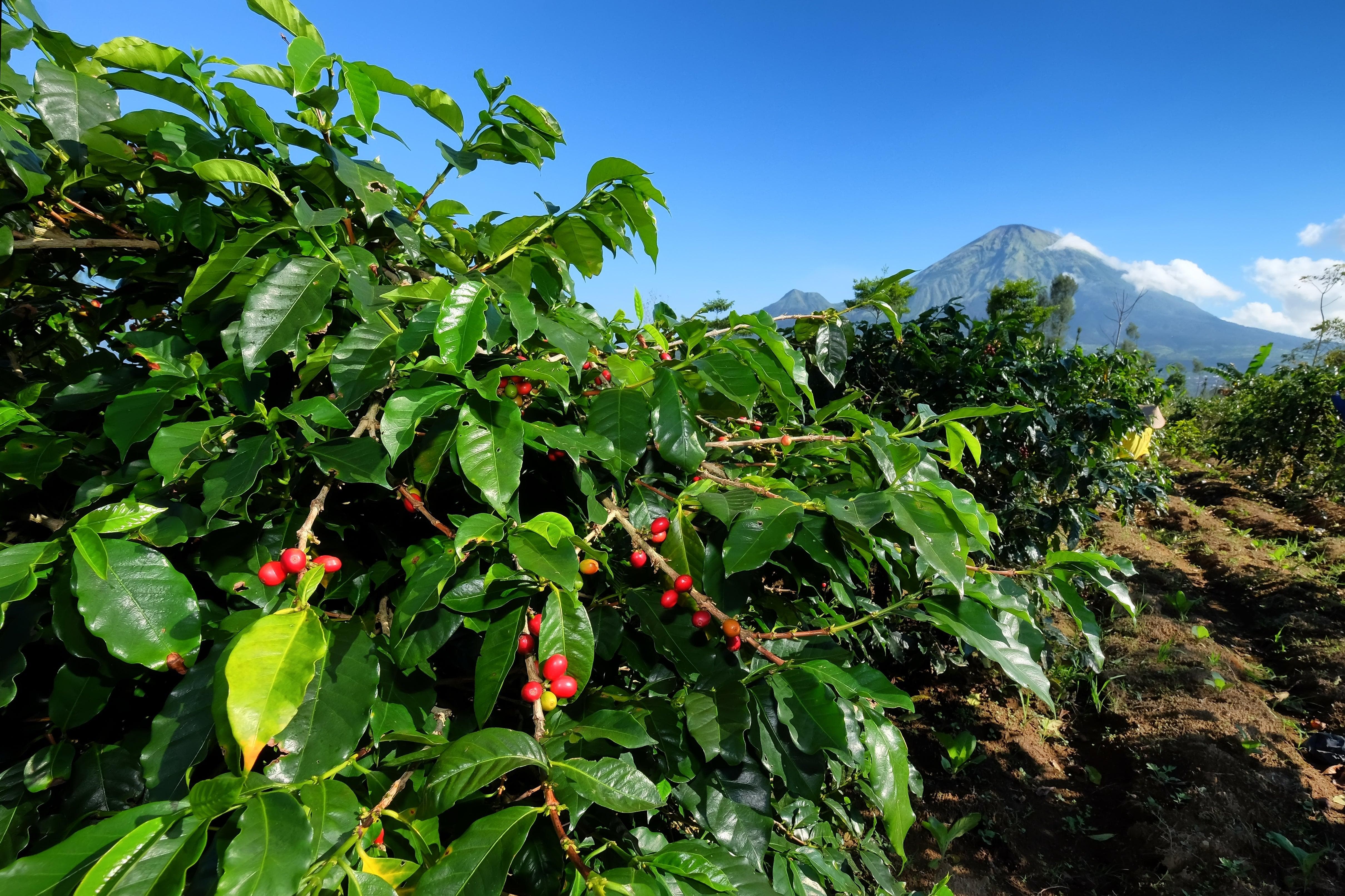 3 lbs. Bali Blue Moon Organic Fresh Light/Medium Roast 100% Arabica Co ...