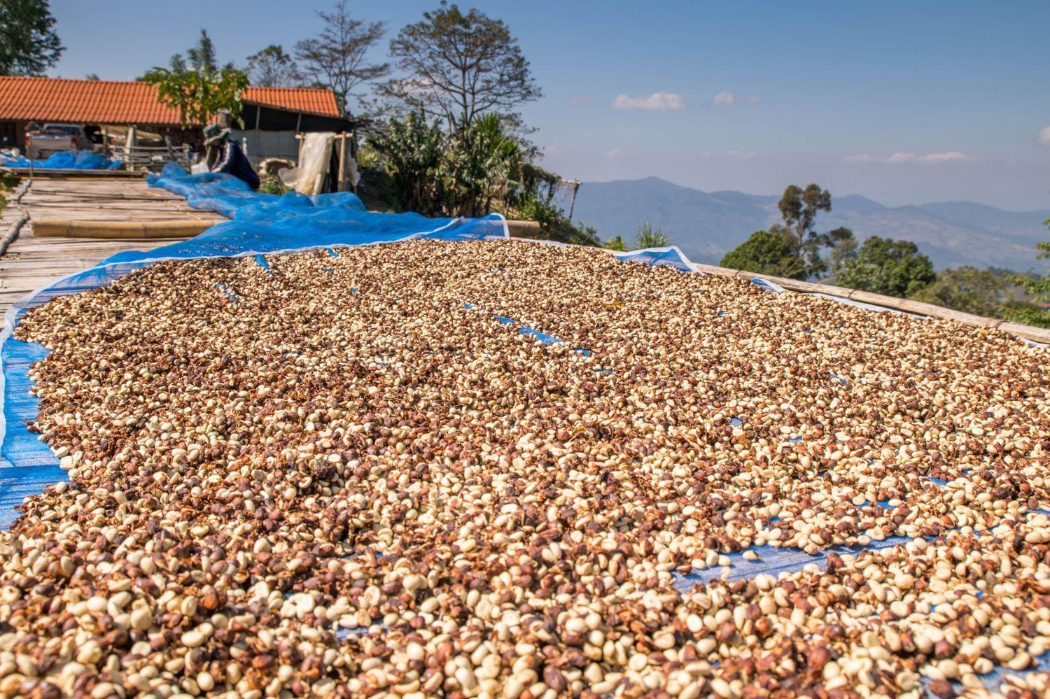 5 lbs. Indo-Pacific Java Estate Kayumas Fresh Dark/Espresso Roast 100% ...