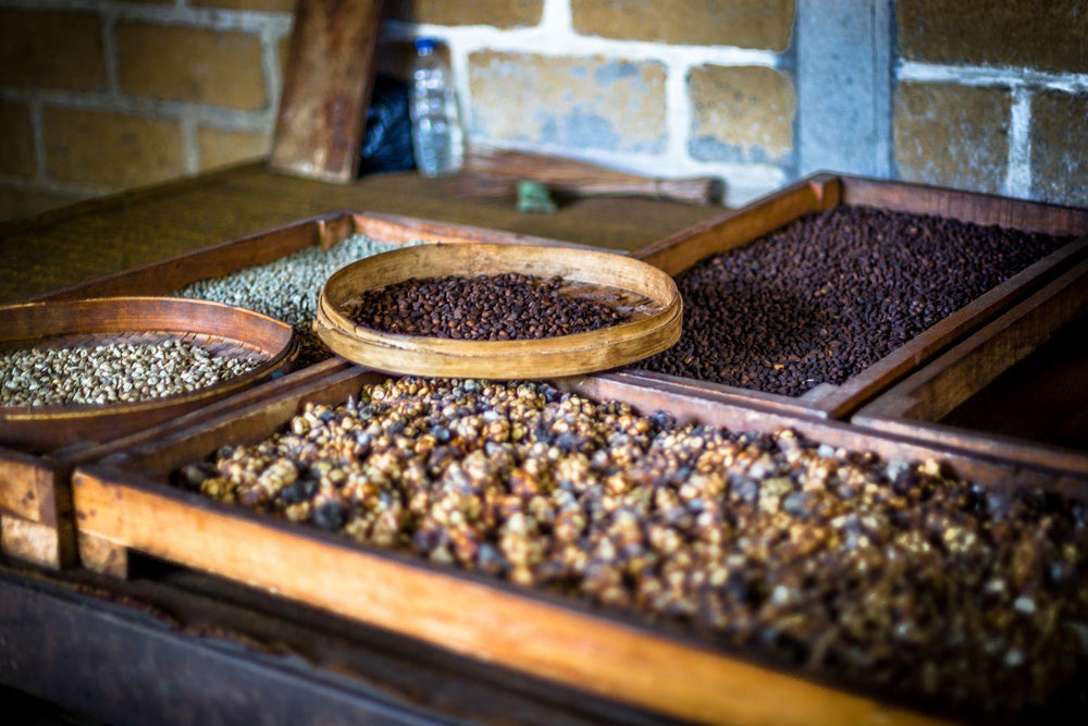5 lbs. Sumatra Permata Gayo Mandheling Organic FT GR1 DP Fresh Unroast ...