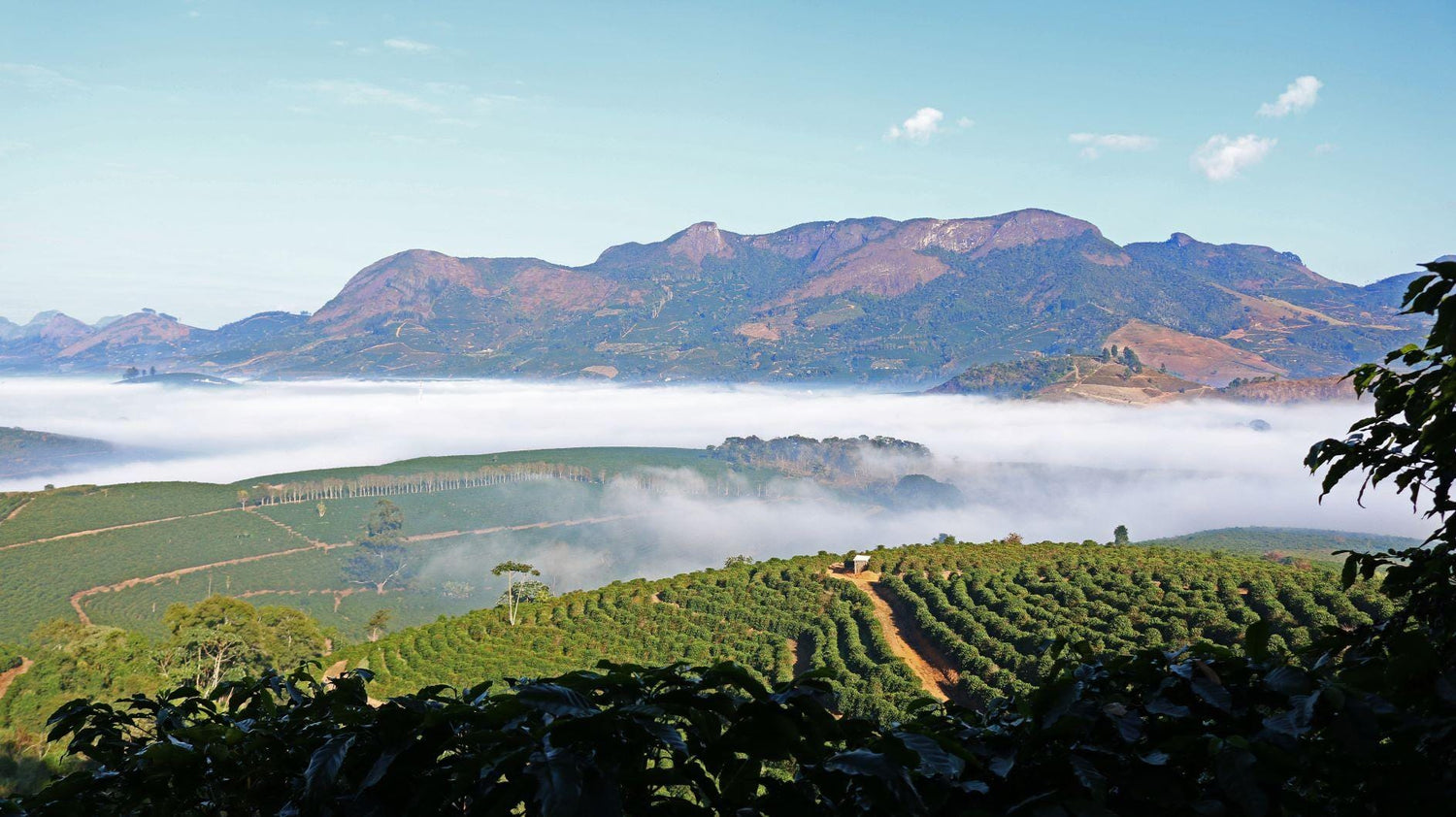 Brazil Cerrado - Natural 17/18 Screen Fresh 100% Arabica Coffee Beans ...