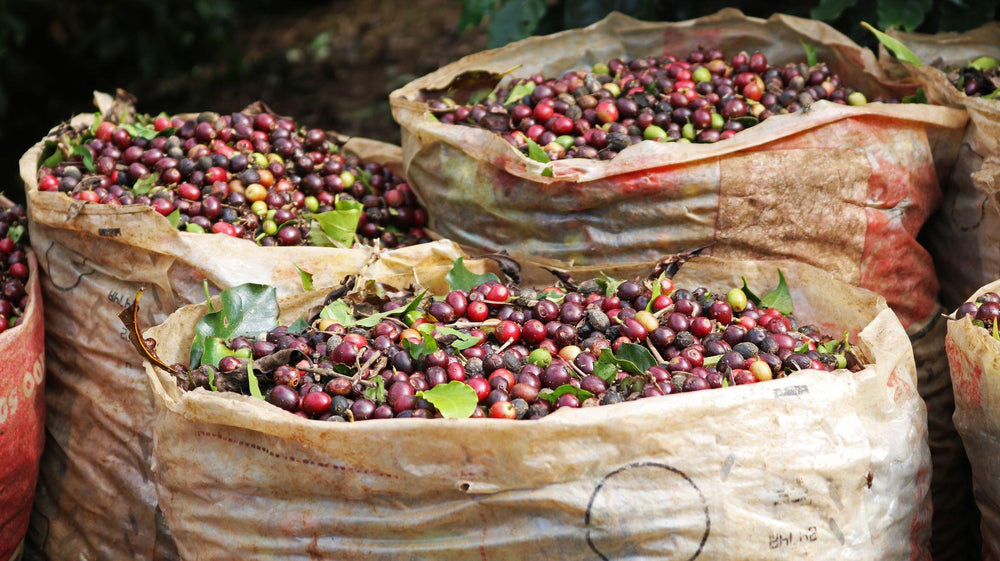 Ethiopian Trio: Queen City Harrar Natural, Sidamo Organic Guji Natural ...