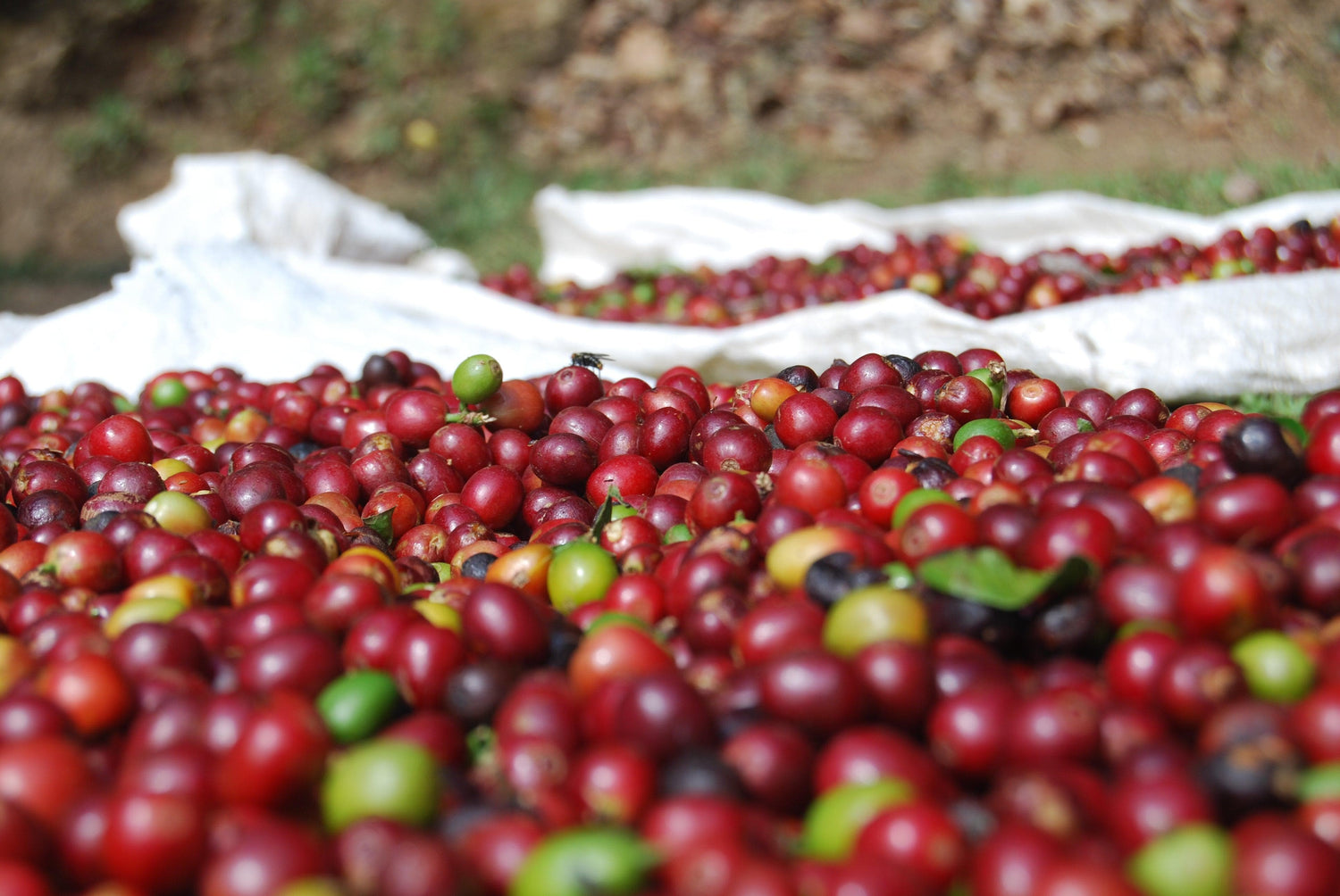 Ethiopian Yirgacheffe Misty Valley Grade 3 Natural Processed Fresh 100 ...