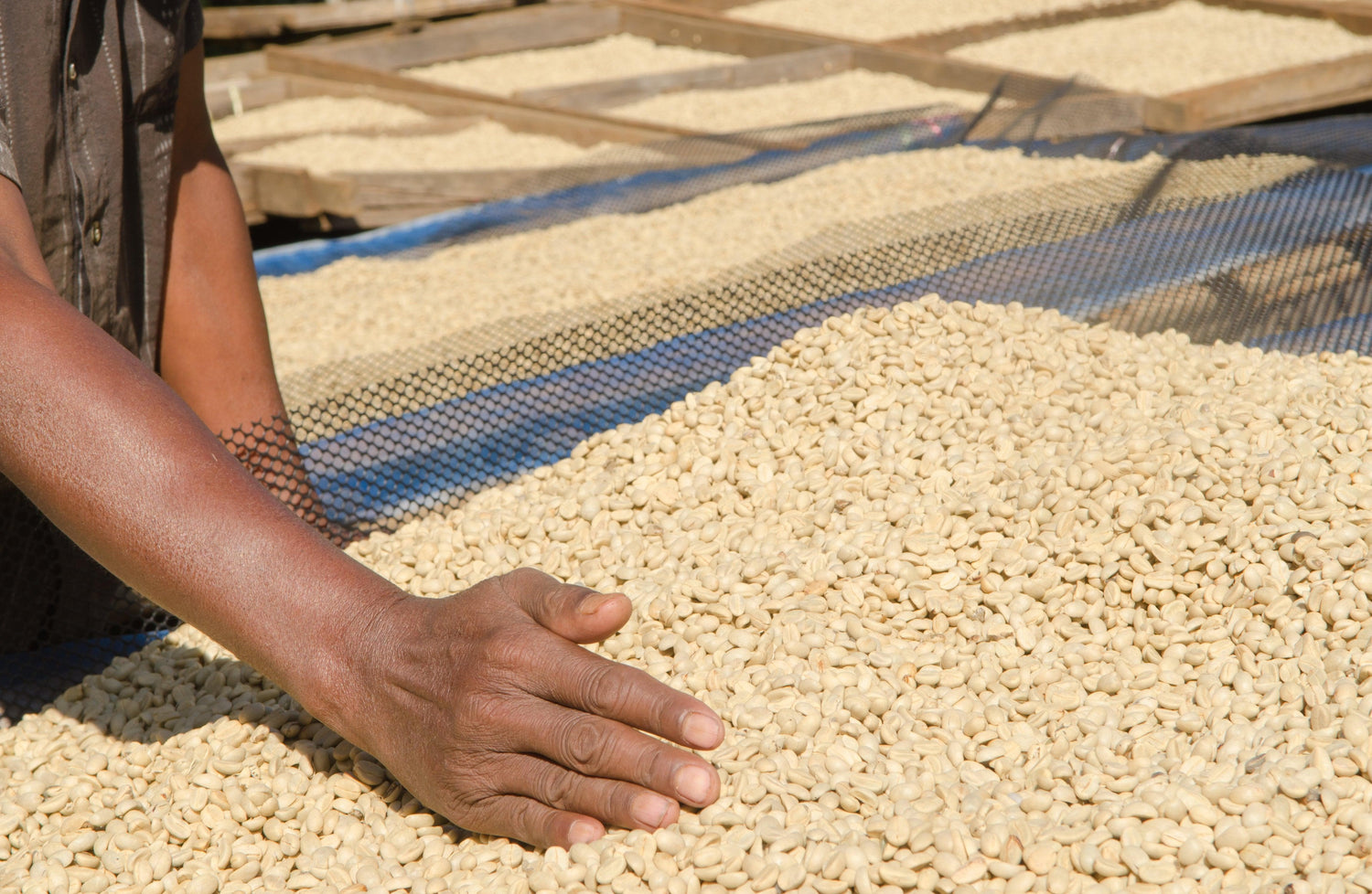 Ethiopian Yirgacheffe Misty Valley Grade 3 Natural Processed Fresh 100 ...