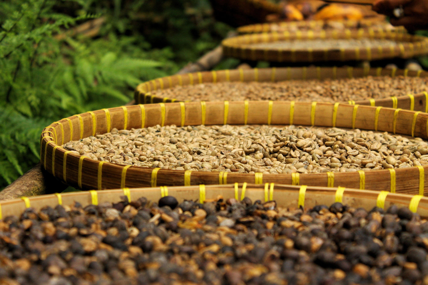 Ethiopian Yirgacheffe Misty Valley Grade 3 Natural Processed Fresh 100 ...