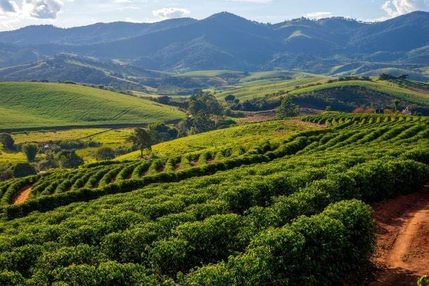 Honduras Comsa Marcala SHG Fair Trade Organic Fresh 100% Arabica Coffe ...