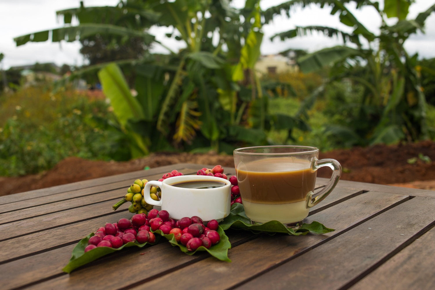 Indo-Pacific Java Estate Kayumas Fresh 100% Arabica Coffee Beans ...