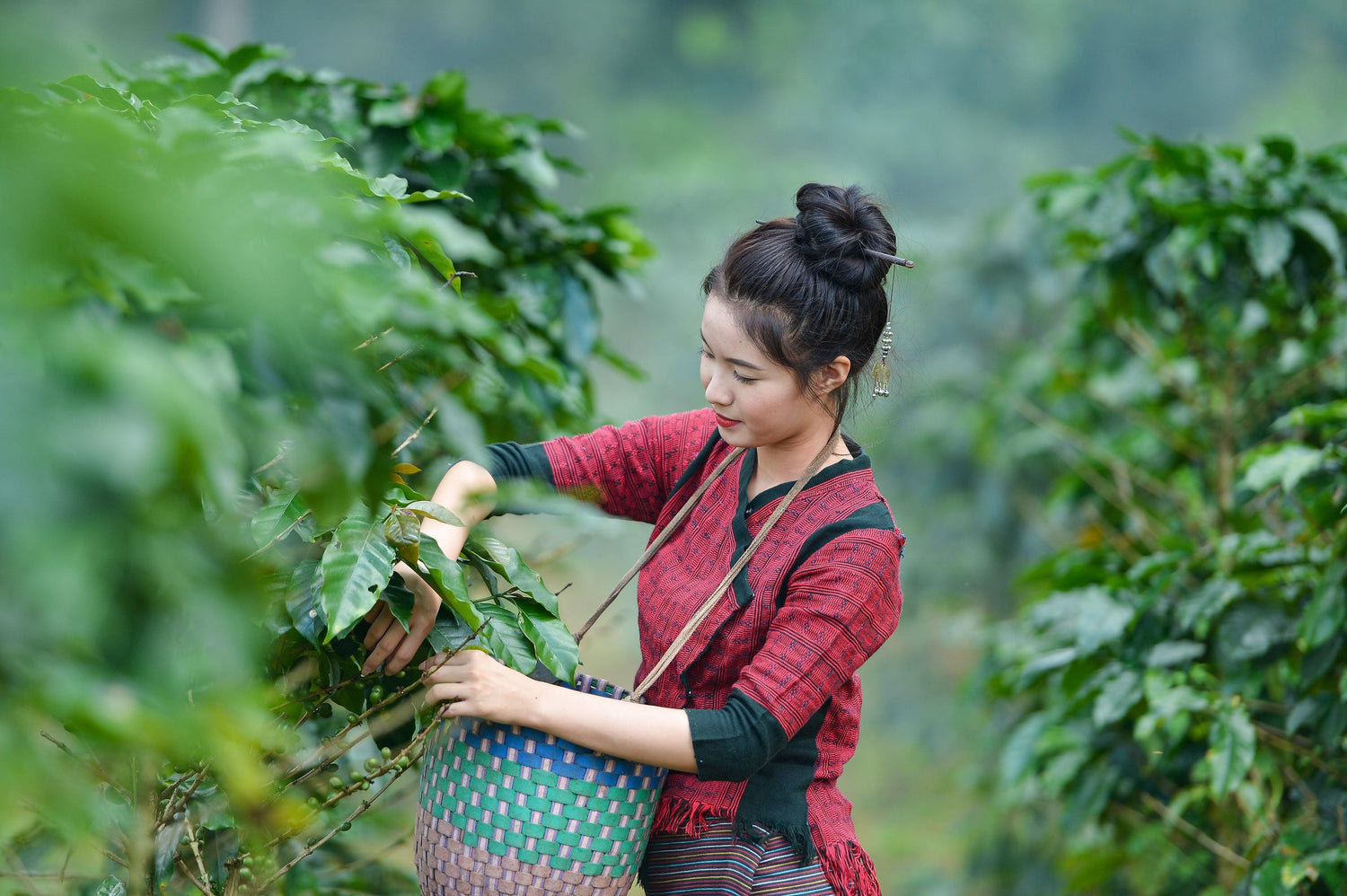 Organic Sumatra Permata Gayo Mandheling GR1 DP Fresh 100% Arabica Coff ...