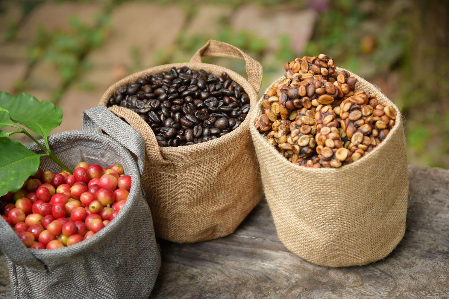 Rwanda Hingakawa Women's Co-op Fair Trade RFA Fresh 100% Arabica Coffe ...
